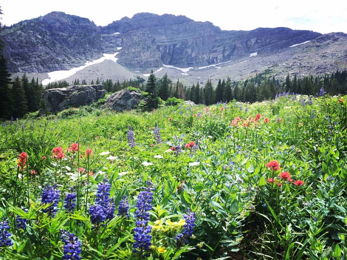 8 Wildflower Hikes in Utah: Best Places to See Wildflowers | Coupons 4 Utah